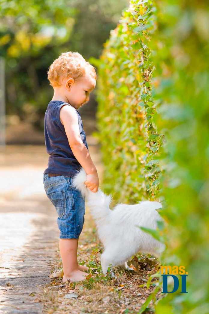 El contacto con animales mejora la autoestima y la motivación | másDI ...